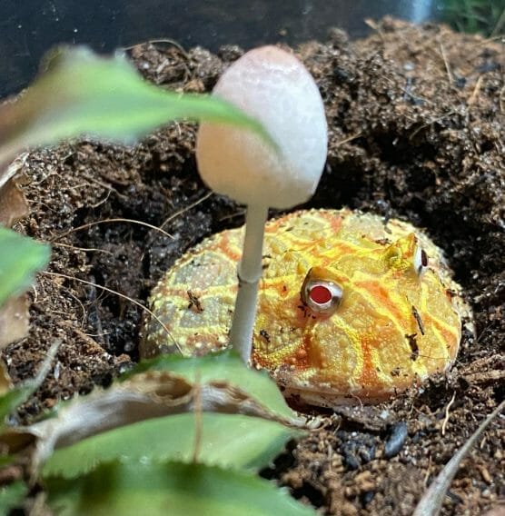 30 Unique Pacman Frog Enclosure Ideas [Pacman Paradise] – Acuario Pets