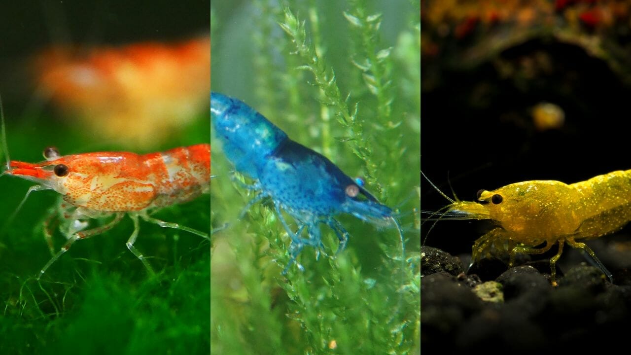 Art Of Shrimp Tank Design: 32 Inspiring Setup Ideas – Acuario Pets