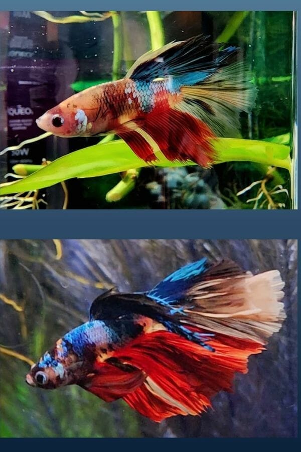 Betta Fish Anatomy: Male vs Female, Internal & External Differences ...