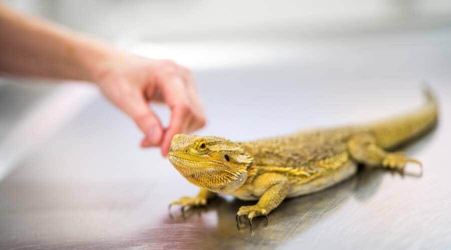 10 Adorably Cute Bearded Dragon Pics That Will Melt Your Heart ...