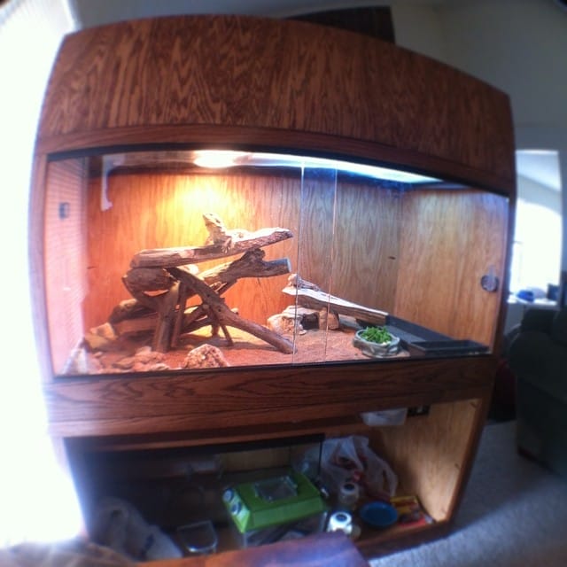 40 DIY Bearded Dragon Tank Setup Ideas For Creative Owners – Acuario Pets