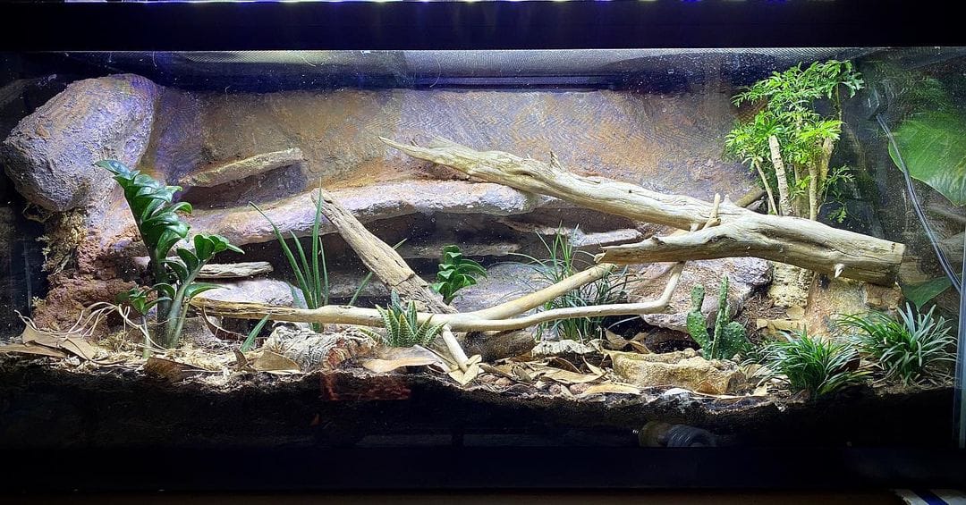 36 Expert-Approved Tank Setup Ideas For Leopard Geckos – Acuario Pets