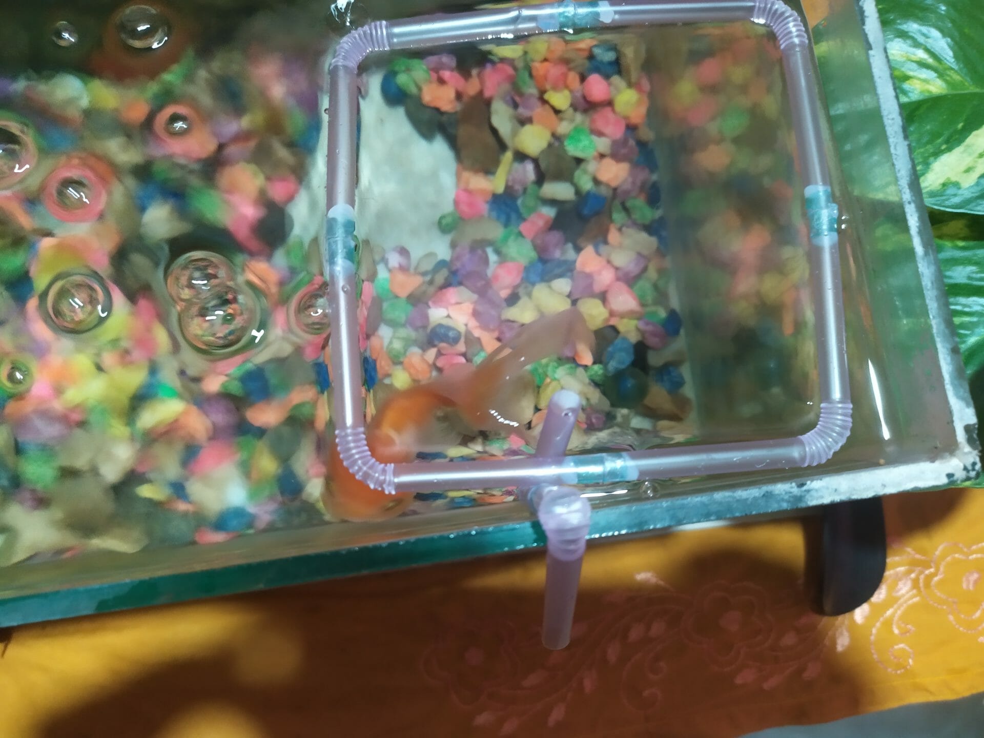 DIY Betta Feeding Ring: 3 Methods (Circle, Square, Triangle) – Acuario Pets