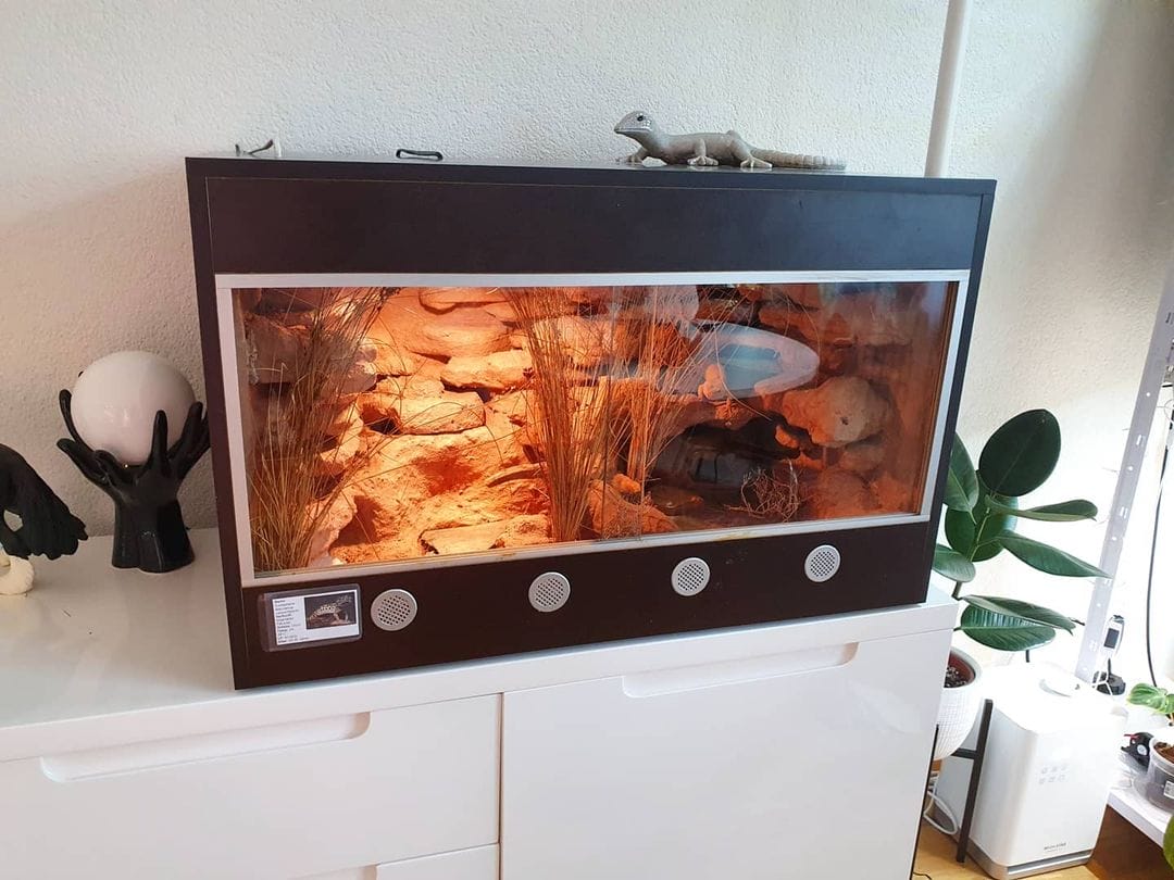 36 Expert-Approved Tank Setup Ideas For Leopard Geckos – Acuario Pets