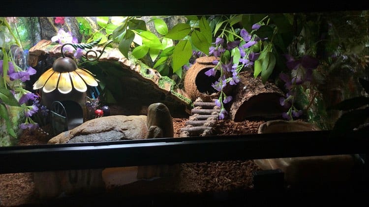 36 Expert-Approved Tank Setup Ideas For Leopard Geckos – Acuario Pets
