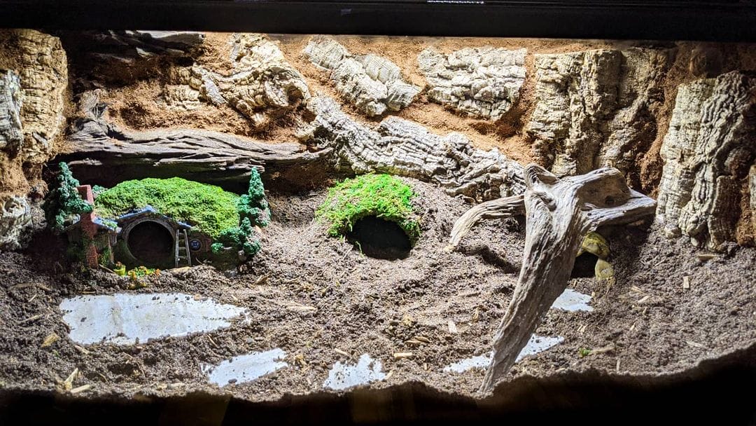 36 Expert-Approved Tank Setup Ideas For Leopard Geckos – Acuario Pets
