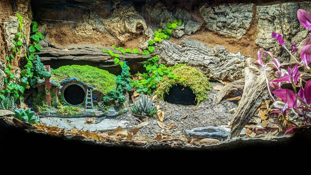 36 Expert-Approved Tank Setup Ideas For Leopard Geckos – Acuario Pets