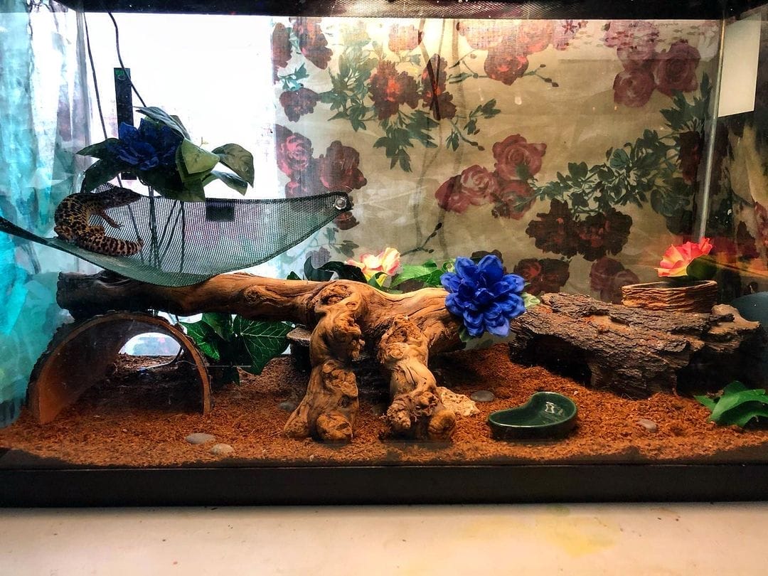 36 Expert-Approved Tank Setup Ideas For Leopard Geckos – Acuario Pets
