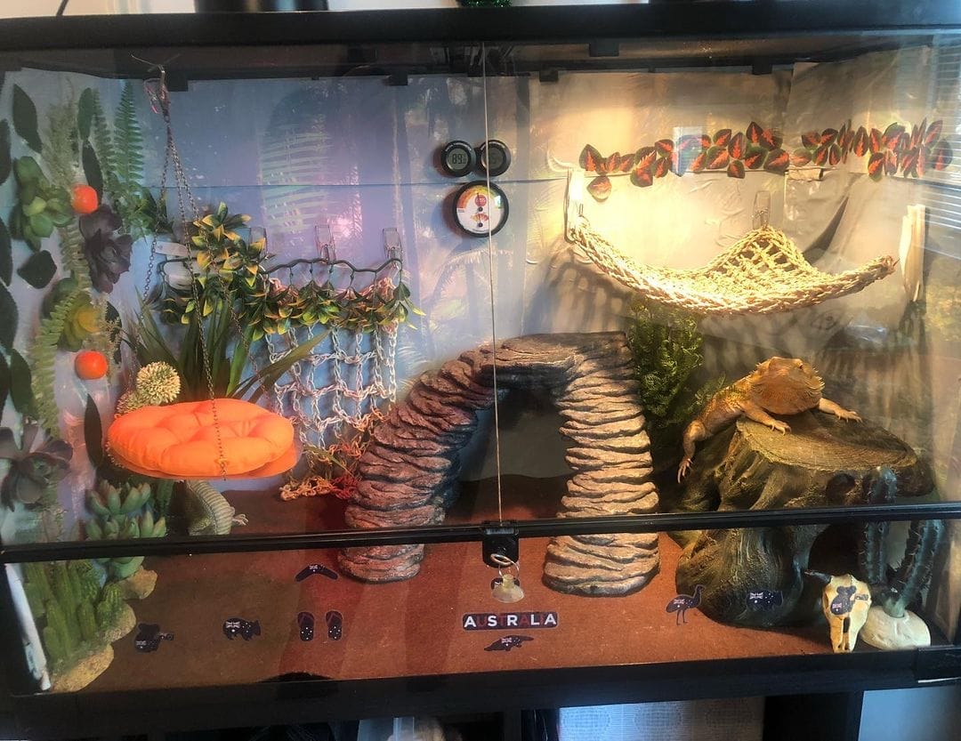 40 DIY Bearded Dragon Tank Setup Ideas For Creative Owners – Acuario Pets