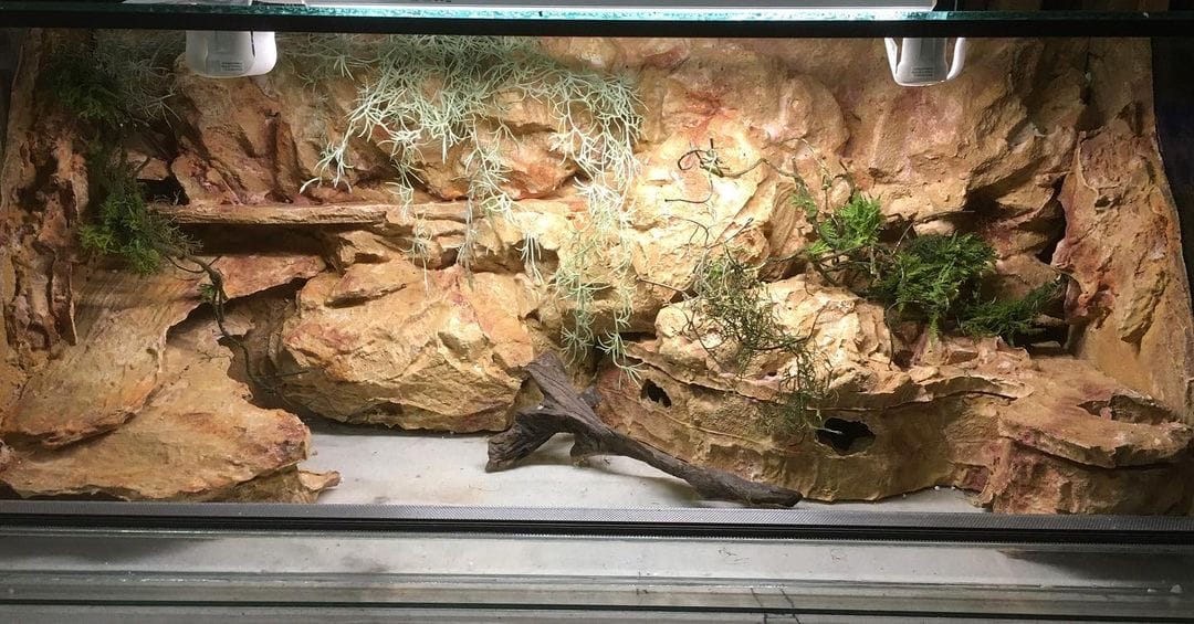 36 Expert-Approved Tank Setup Ideas For Leopard Geckos – Acuario Pets