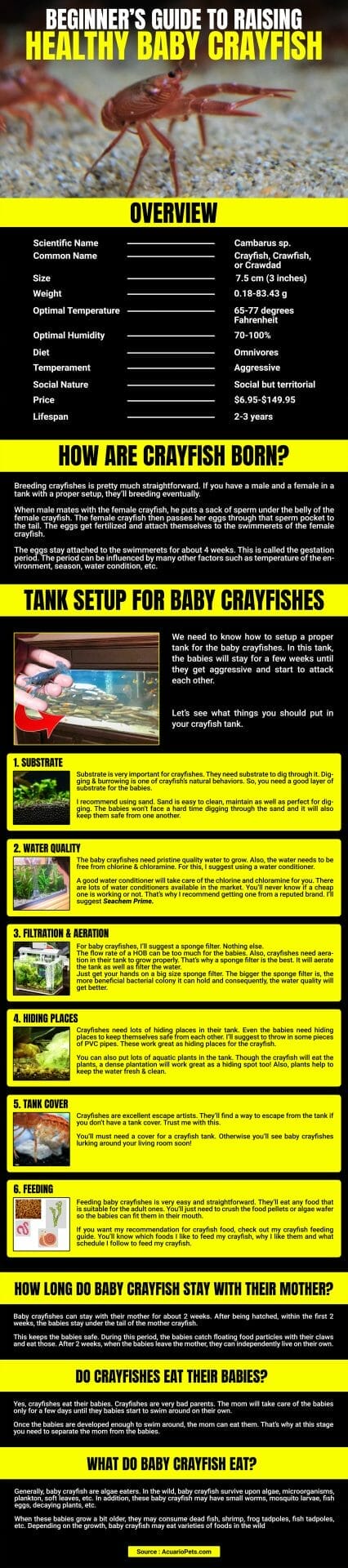 Baby Crayfish Care: Beginner’s Guide to Raising Healthy Baby Crayfish ...