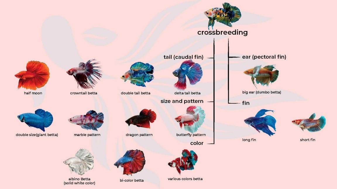 Betta Fish Genetics 101: Science Behind Breeding Colorful Bettas ...