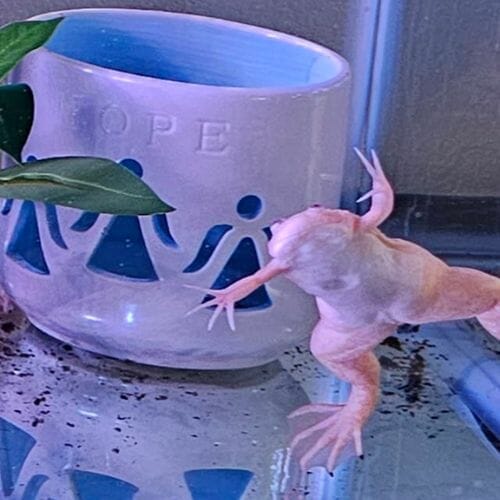 African Dwarf Frog Death: 10 Causes & Prevention – Acuario Pets