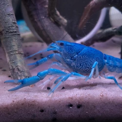 How Often Do Crayfish Molt? Molting Process Explained – Acuario Pets