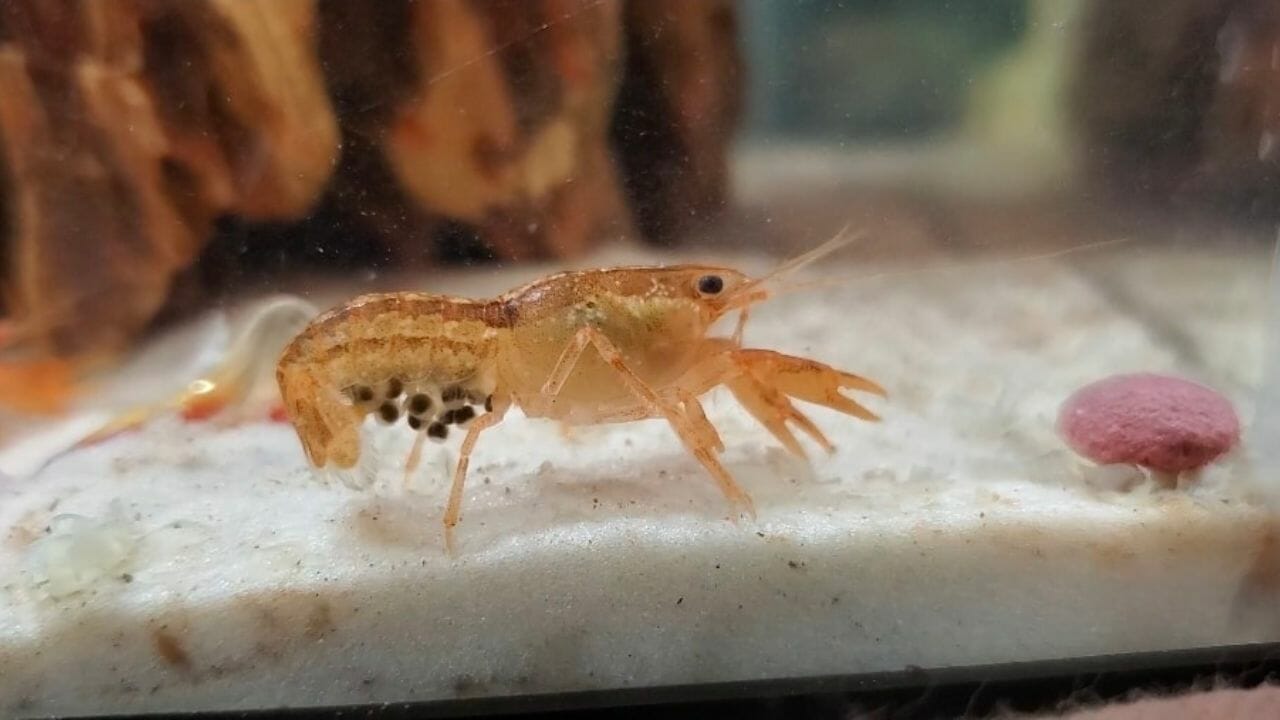 Baby Crayfish Care: Beginner’s Guide to Raising Healthy Baby Crayfish ...