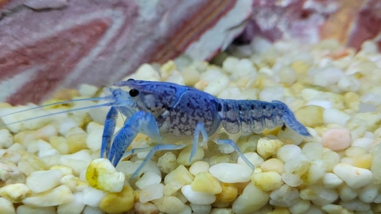 How Often Do Crayfish Molt? Molting Process Explained – Acuario Pets