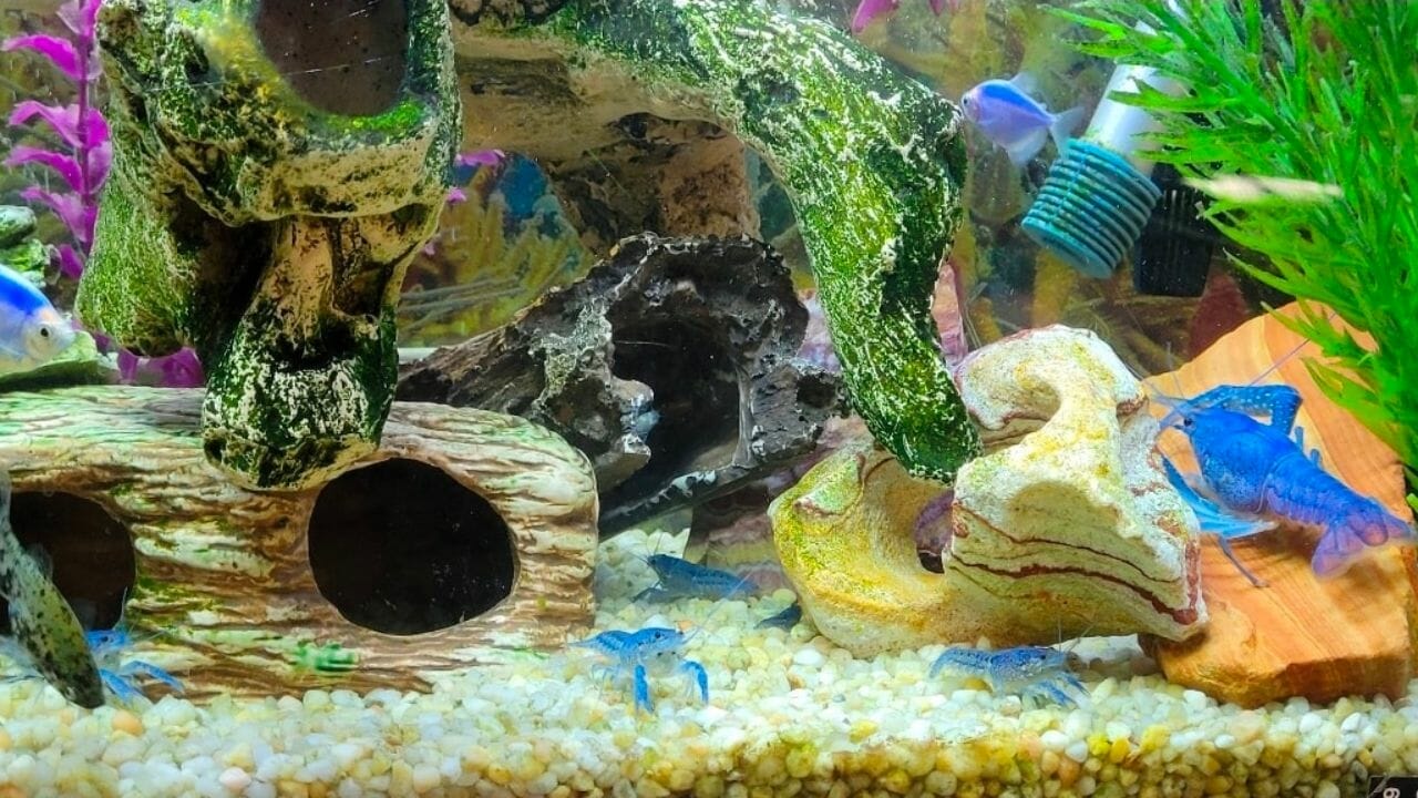 Crayfish Sexing: How to Determine the Gender of Your Crayfish – Acuario ...