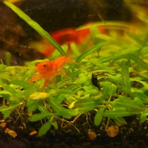 Baby Crayfish Care: Beginner’s Guide to Raising Healthy Baby Crayfish ...