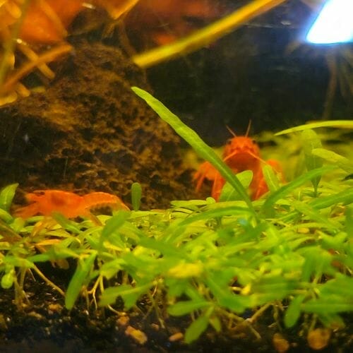 Baby Crayfish Care: Beginner’s Guide to Raising Healthy Baby Crayfish ...