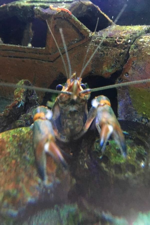 Crayfish Egg Care 101: [All Your Questions Answered] – Acuario Pets