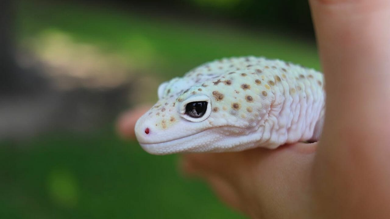 How Big Do Leopard Geckos Get? [Size vs Age vs Weight Chart] – Acuario Pets