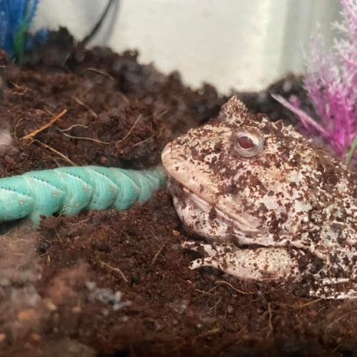 Pacman Frog Feeding: Tips and Tricks for Optimal Nutrition – Acuario Pets