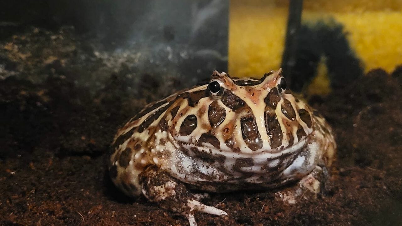 Why Did My Pacman Frog Die? [Probable Reasons & Solutions] – Acuario Pets