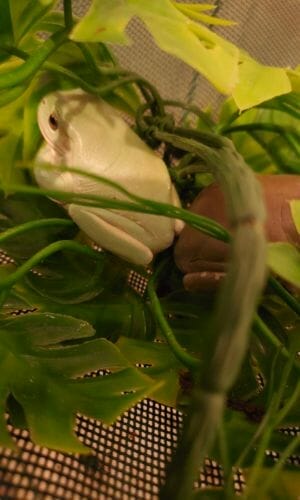 How To Treat A Sick Tree Frog? [Symptoms, Prevention, Tips] – Acuario Pets