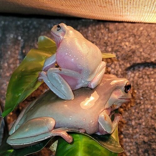 Do Tree Frogs Hibernate? – Acuario Pets