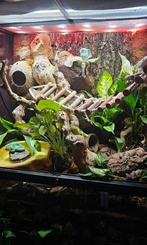 How To Setup A Tree Frog Habitat? [Step by Step Guide] – Acuario Pets