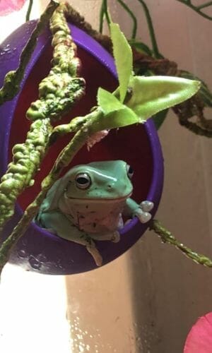 How To Setup A Tree Frog Habitat? [Step by Step Guide] – Acuario Pets