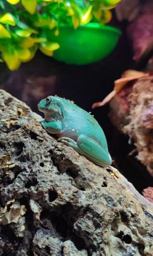 How To Setup A Tree Frog Habitat? [Step by Step Guide] – Acuario Pets