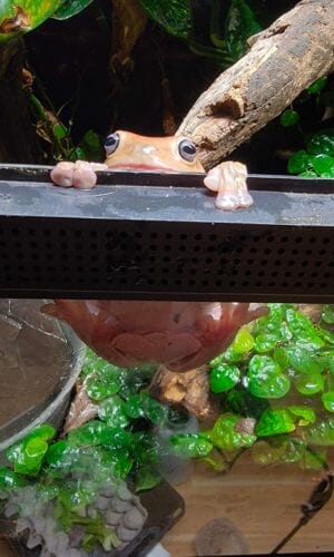 Best Foods for Tree Frogs: A Complete Guide to Their Diet – Acuario Pets