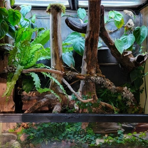 How To Treat A Sick Tree Frog? [Symptoms, Prevention, Tips] – Acuario Pets