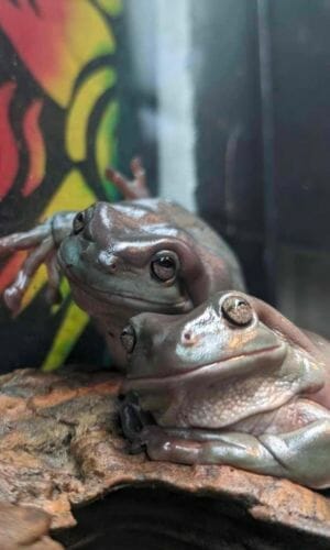 Can You Keep Multiple Tree Frogs Together? – Acuario Pets