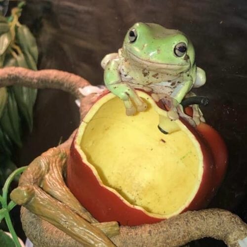 How To Treat A Sick Tree Frog? [Symptoms, Prevention, Tips] – Acuario Pets