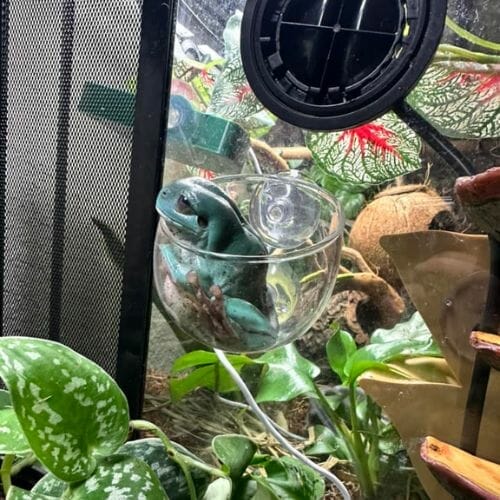 Best Foods for Tree Frogs: A Complete Guide to Their Diet – Acuario Pets