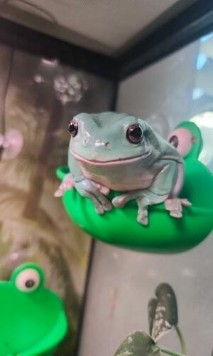 How To Breed Tree Frogs? [Beginner Friendly Way] – Acuario Pets