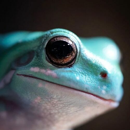 What Does A Tree Frog Sound Like? [mp3 Sound Clip] – Acuario Pets