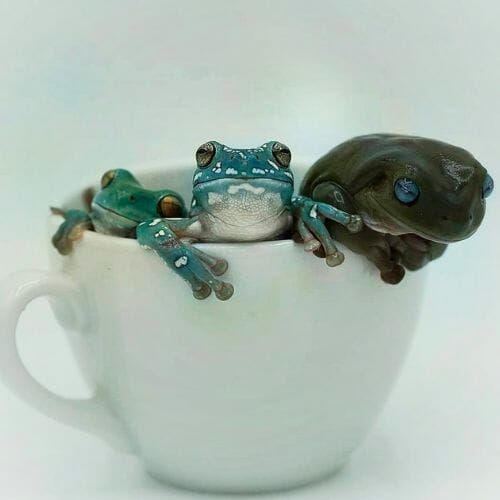 Can You Keep Multiple Tree Frogs Together? – Acuario Pets