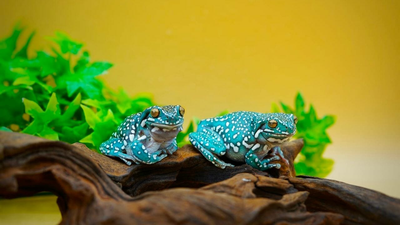 Best Foods for Tree Frogs: A Complete Guide to Their Diet – Acuario Pets