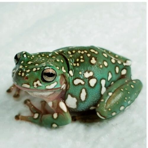 How To Treat A Sick Tree Frog? [Symptoms, Prevention, Tips] – Acuario Pets