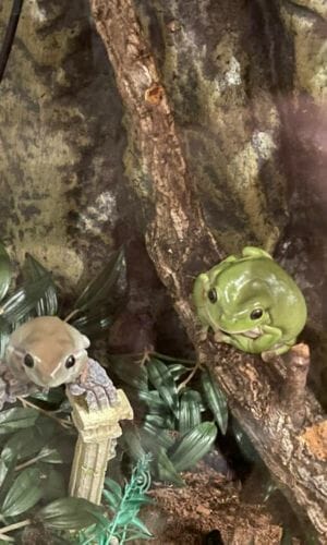What Does A Tree Frog Sound Like? [mp3 Sound Clip] – Acuario Pets