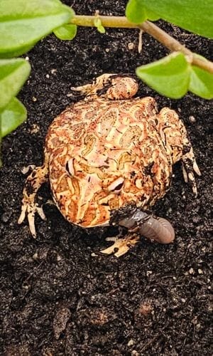 Pacman Frog Feeding: Tips and Tricks for Optimal Nutrition – Acuario Pets