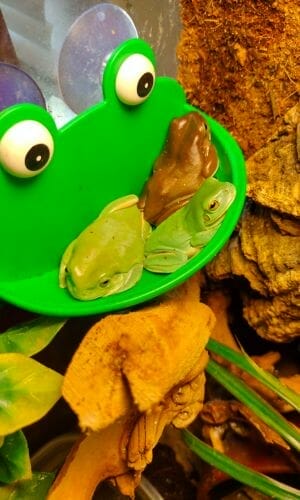 Tree Frogs Croaking? Here’s Why And How To Stop It – Acuario Pets
