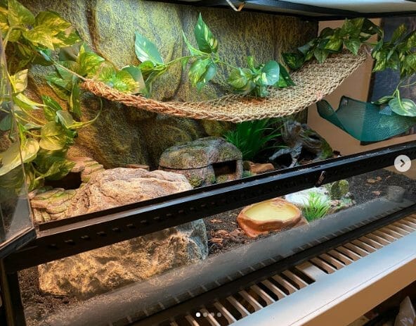 36 Expert-Approved Tank Setup Ideas For Leopard Geckos – Acuario Pets