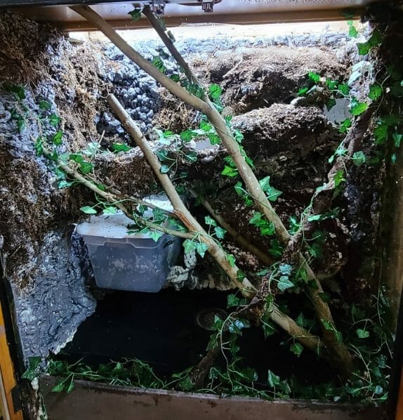 36 Expert-Approved Tank Setup Ideas For Leopard Geckos – Acuario Pets