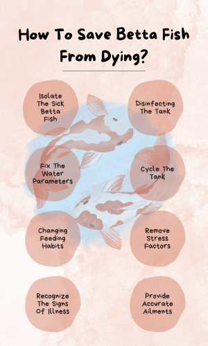 8 Most Common Betta Fish Signs Before They Die – Acuario Pets