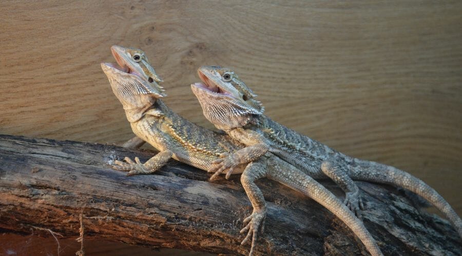 18 Interesting Bearded Dragon Breeding Behaviors Owners Should Know ...