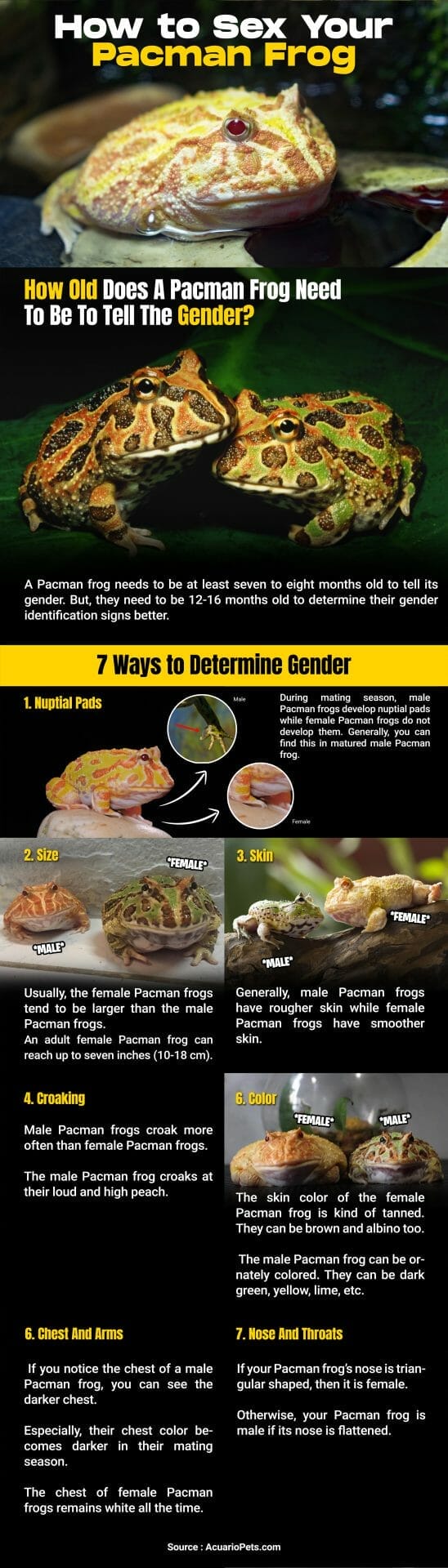 Pacman Frog Gender Identification Infographic – Acuario Pets